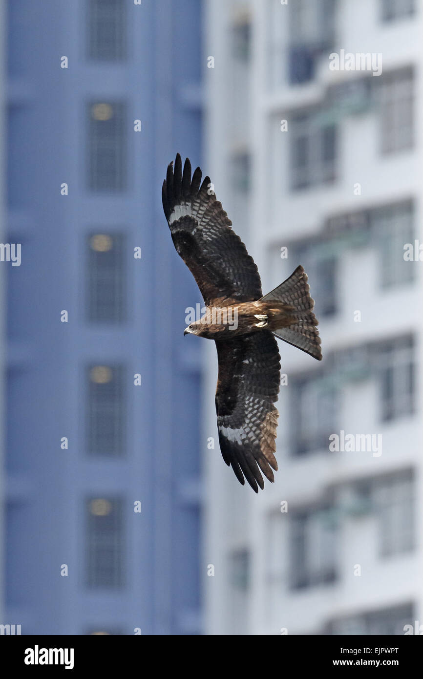 Black-eared Kite (Milvus migrans lineatus) adult, in flight, with ...