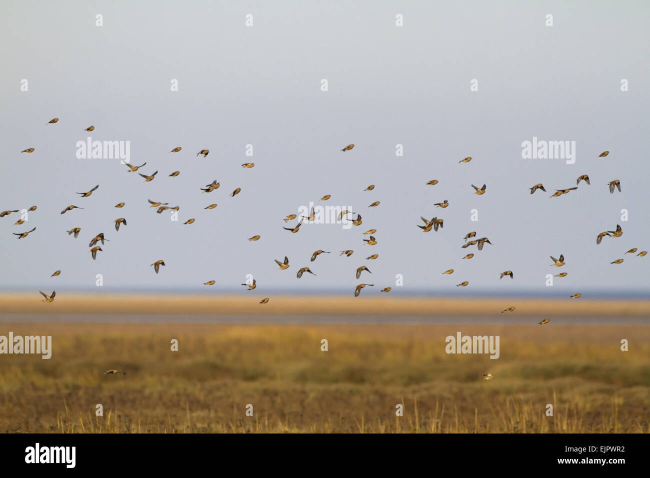 Flock of linnets hi-res stock photography and images - Alamy