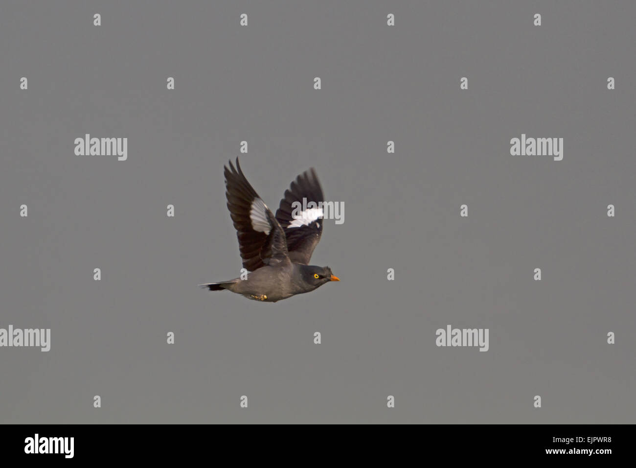 Jungle Myna (Acridotheres fuscus) adult, in flight, Sundarbans, Ganges ...
