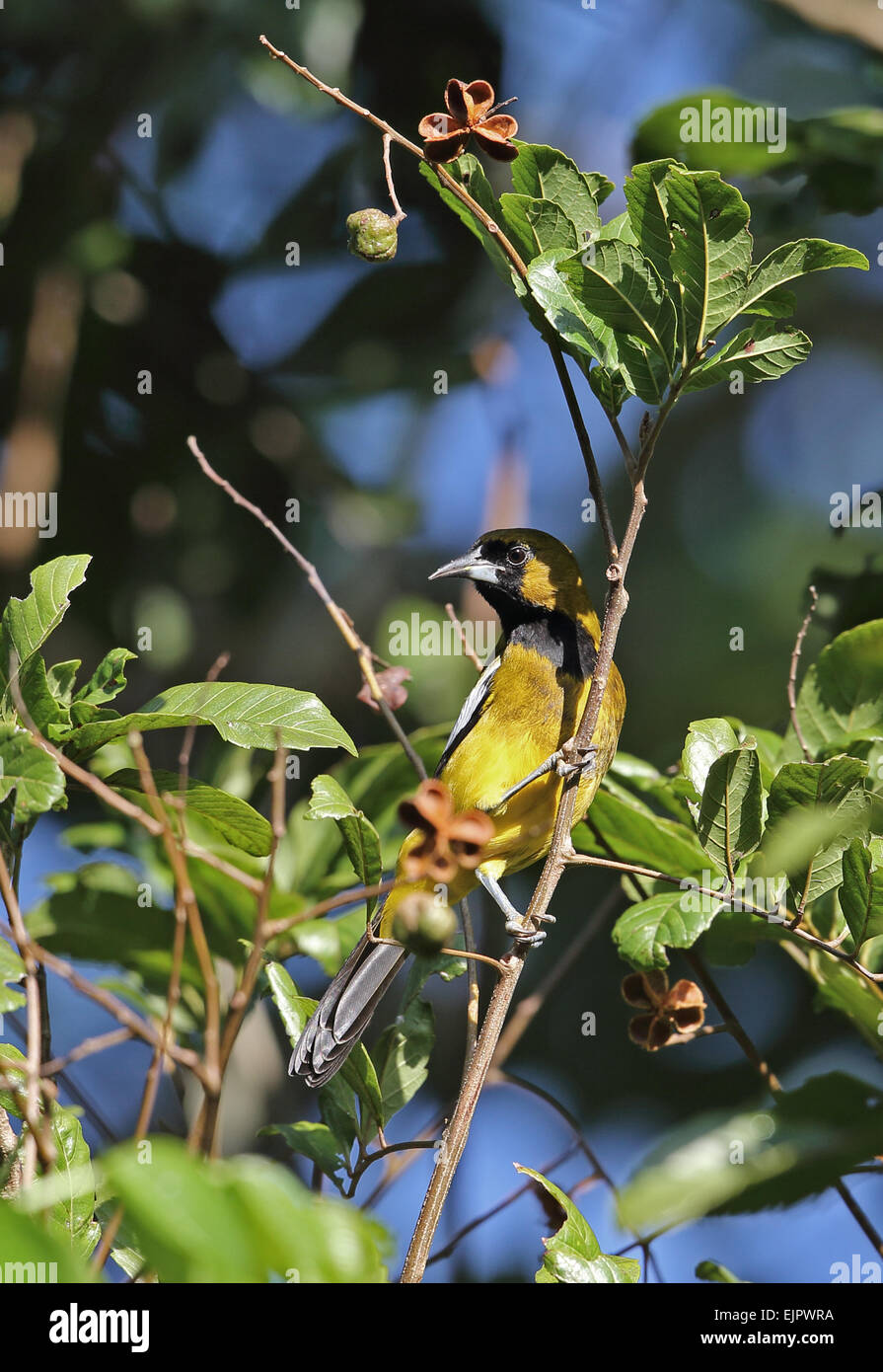 Indian icterus hi-res stock photography and images - Alamy