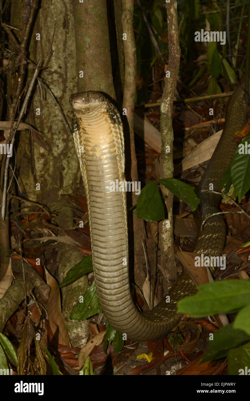 Indonesia snake forest cobra hi-res stock photography and images - Alamy