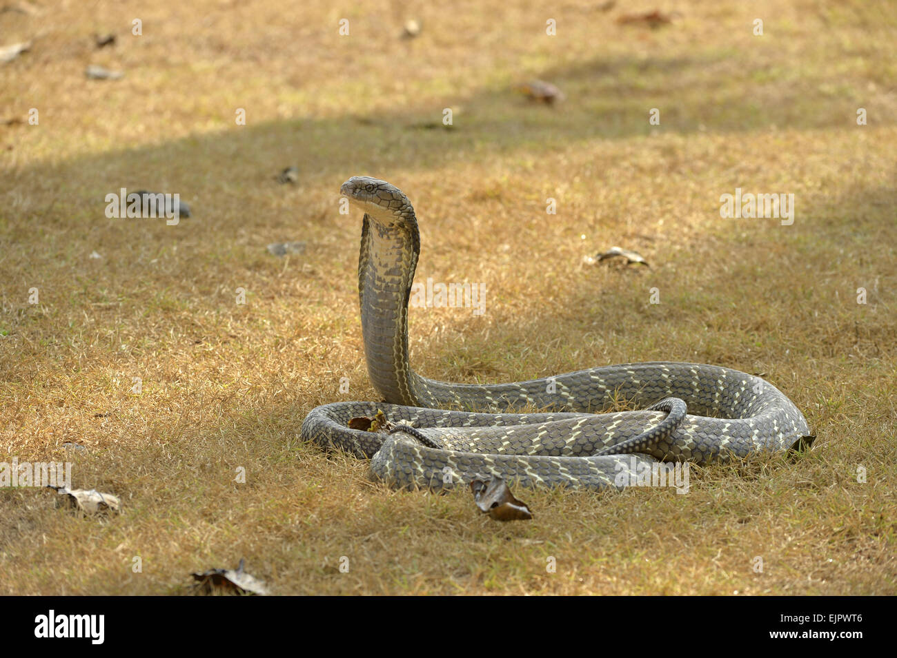 King Cobra (Ophiophagus hannah) adult, rearing up with hood flattened ...
