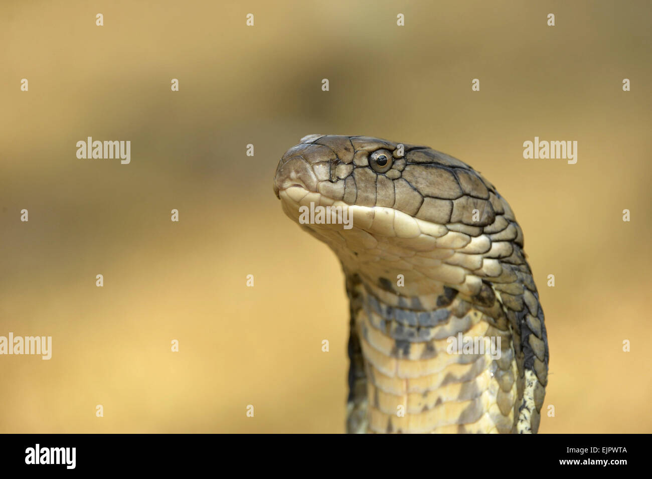 King Cobra (Ophiophagus hannah) adult, close-up of head, rearing up ...