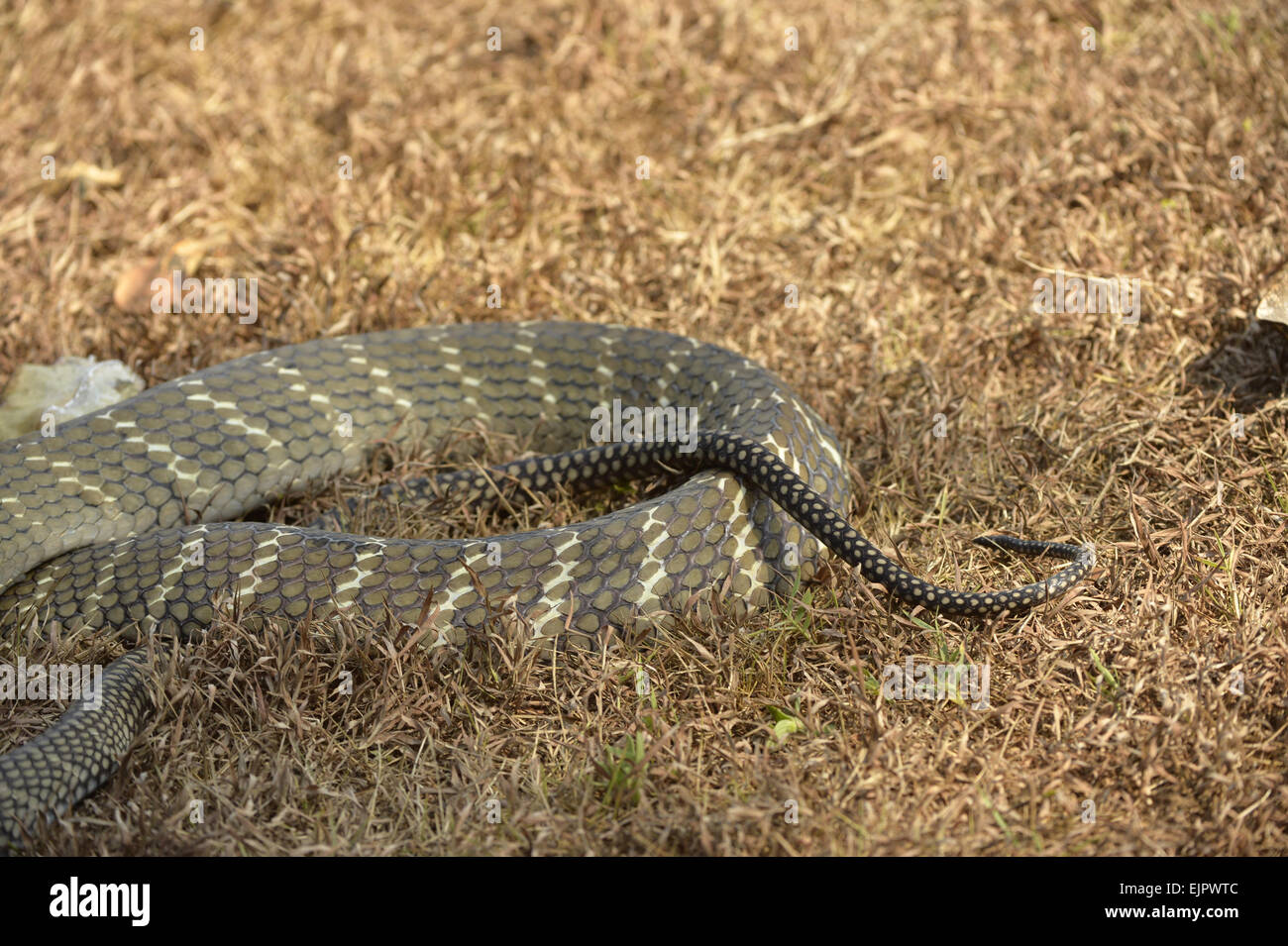 King Cobra (Ophiophagus hannah) adult, close-up of tail, Bali, Lesser ...