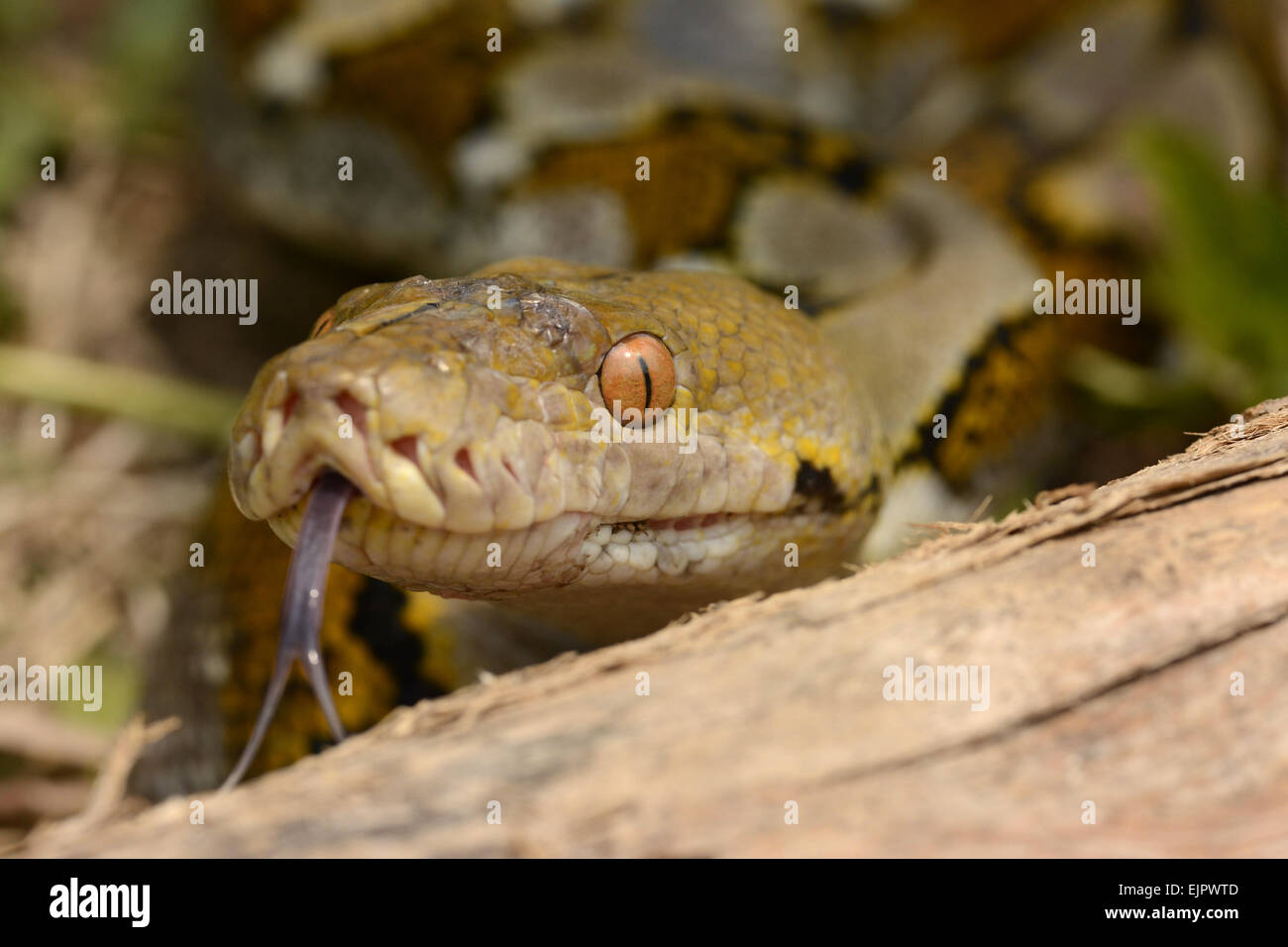 Reticulated Python (Python reticulatus) adult, close-up of head ...