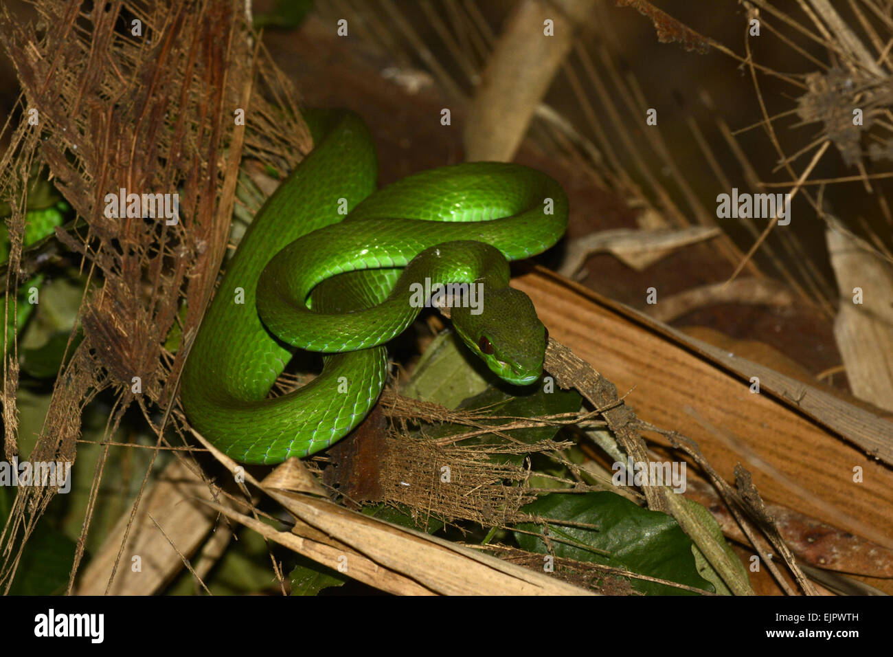 Lesser sunda island pit viper hi-res stock photography and images - Alamy