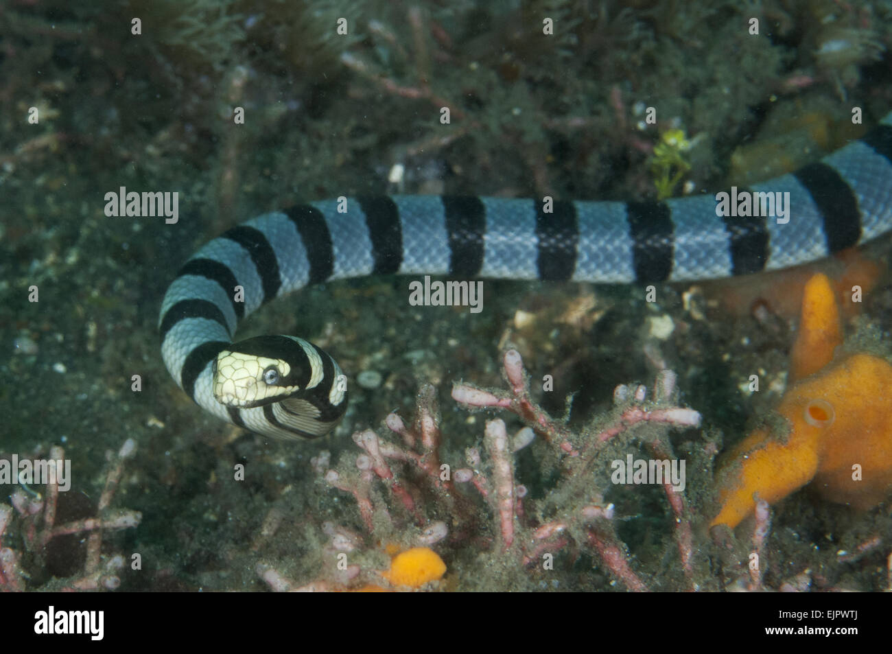 An adult banded sea krait hi-res stock photography and images - Alamy