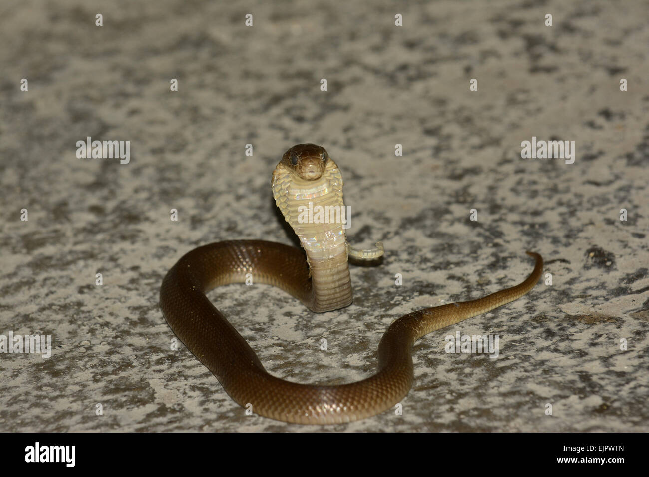 Javan Spitting Cobra (Naja sputatrix) juvenile, rearing up with hood ...