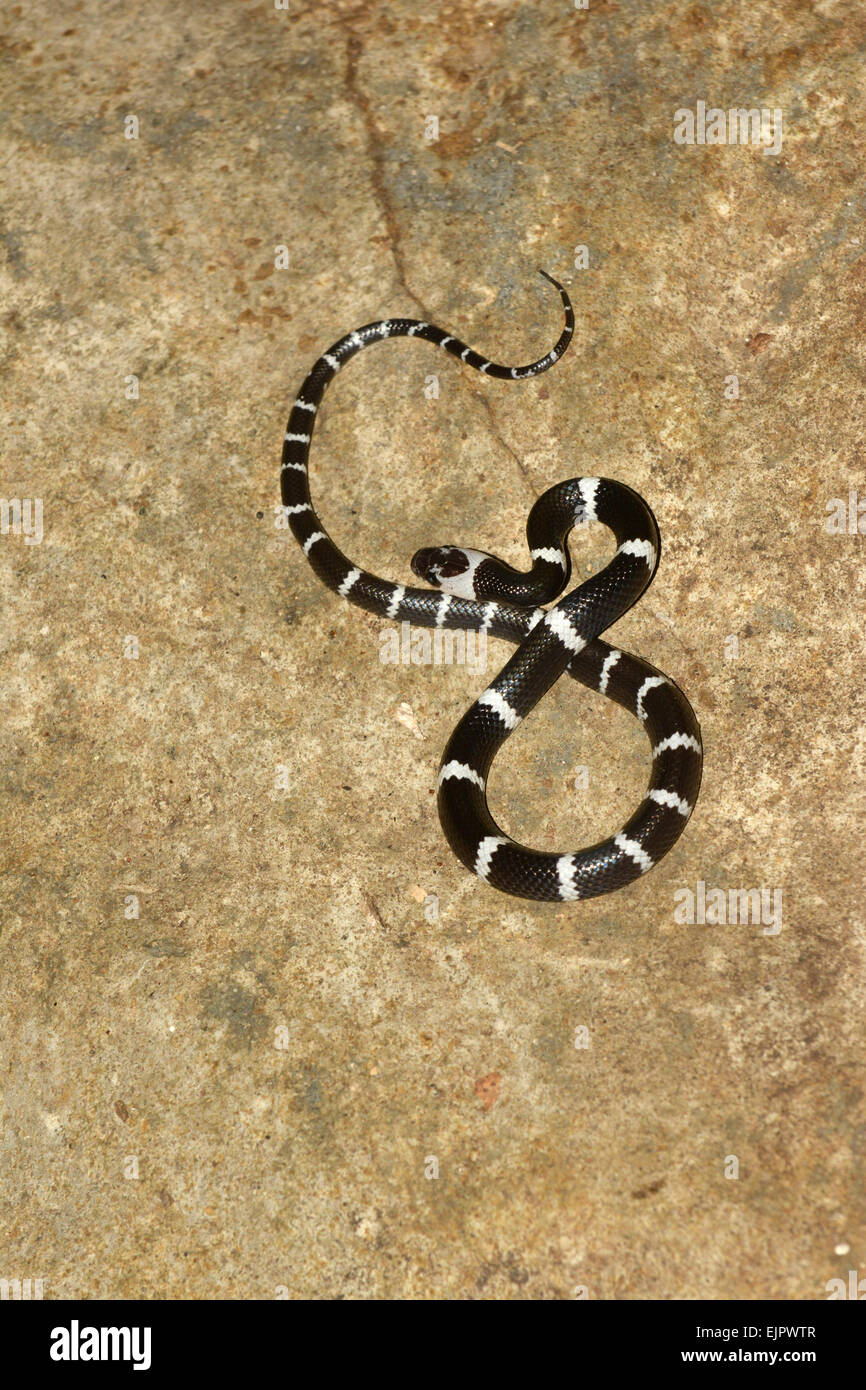 Malayan banded wolf snake lycodon hi-res stock photography and images ...