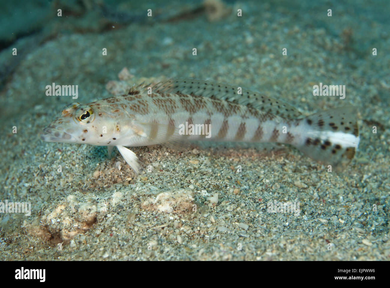 Whitestripe Sandperch (Parapercis xanthozona) adult, resting on sand ...
