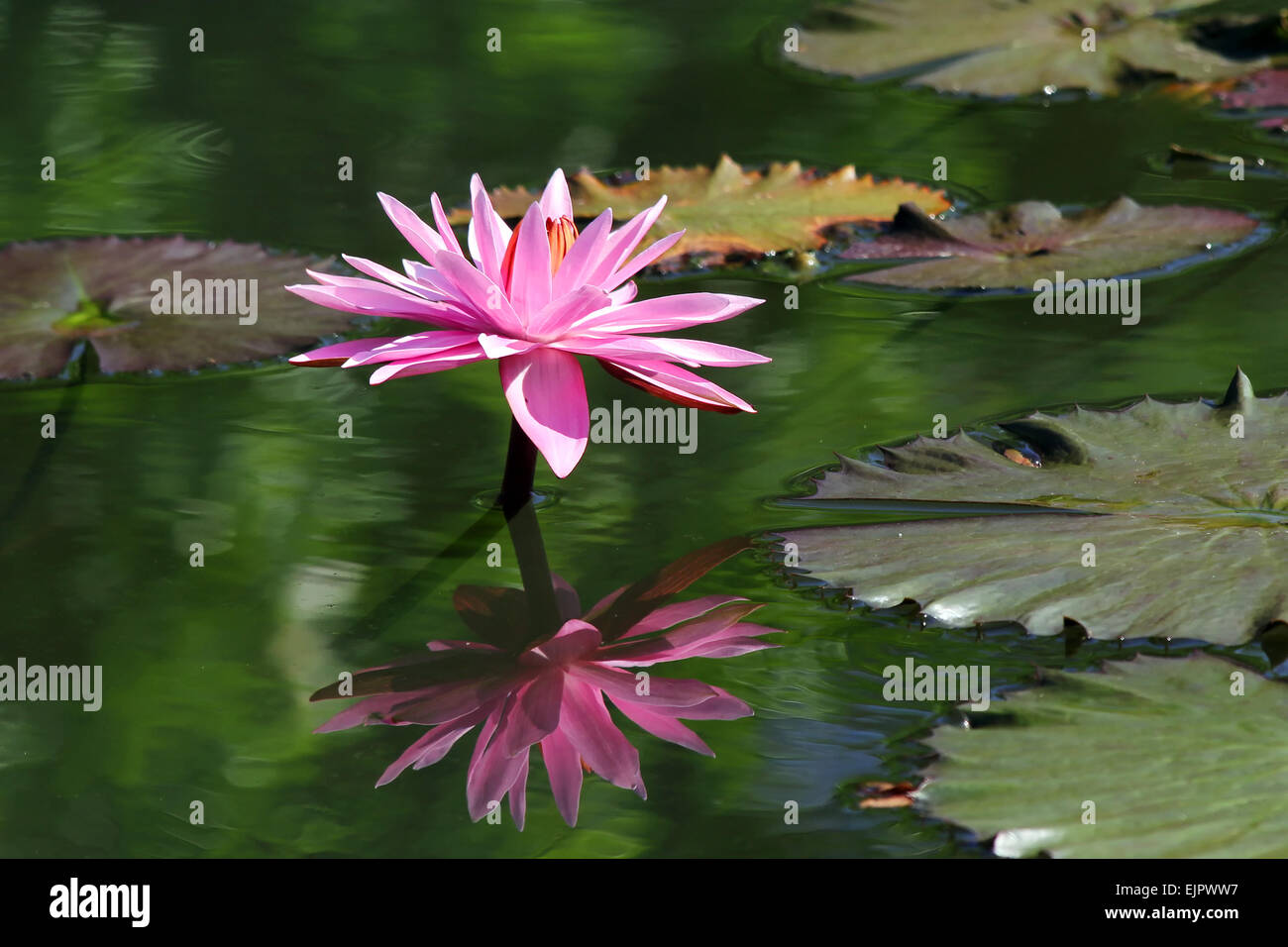 Beautiful lotus flower with reflection Stock Photo - Alamy