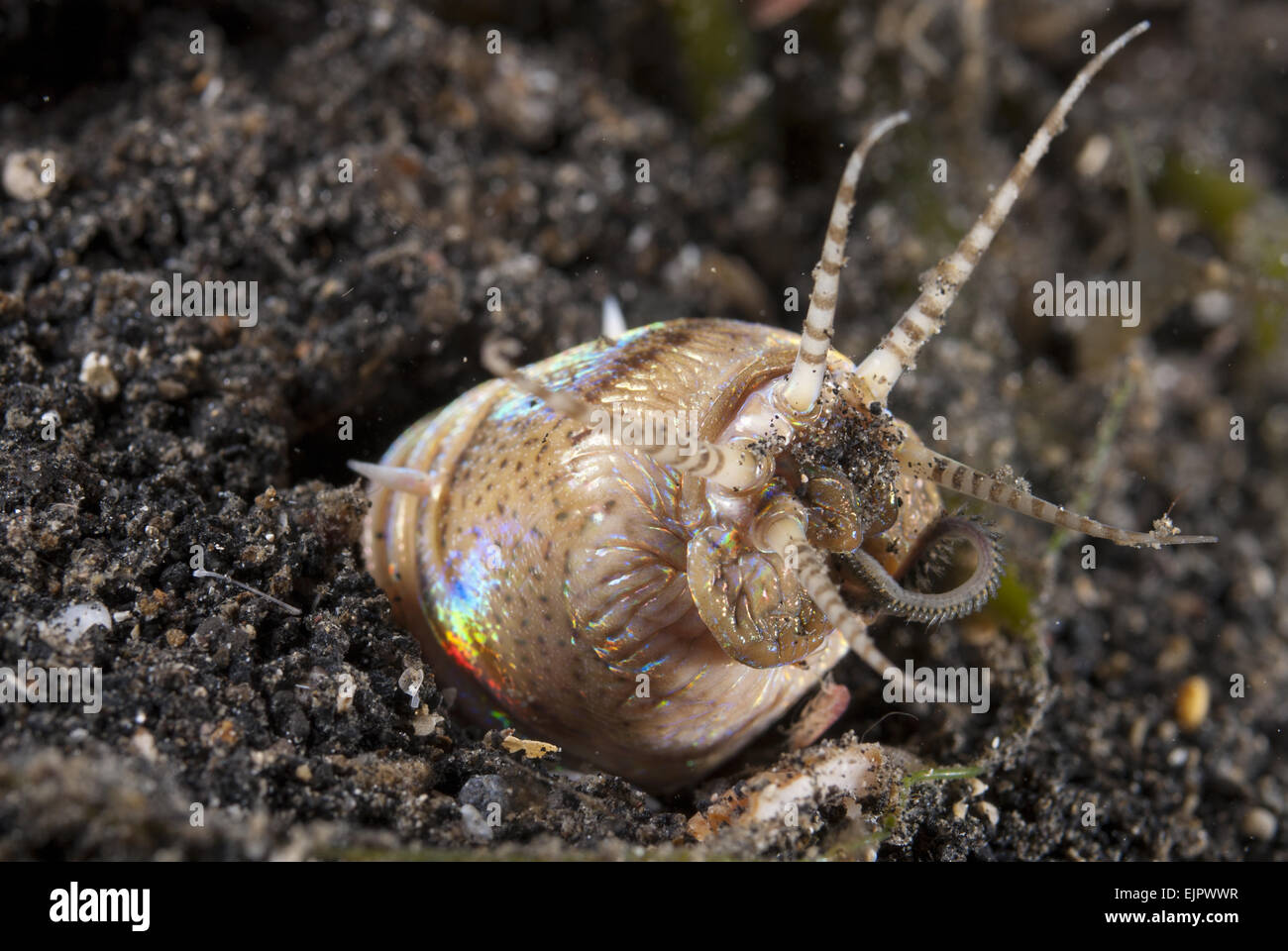 Bobbit Worm (Eunice aphroditois) adult, feeding on small worm, in hole ...