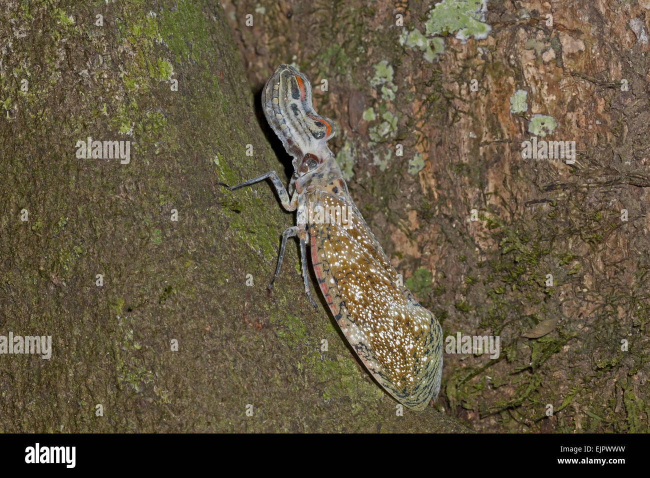 Amazon rainforest invertebrates hi-res stock photography and images - Alamy