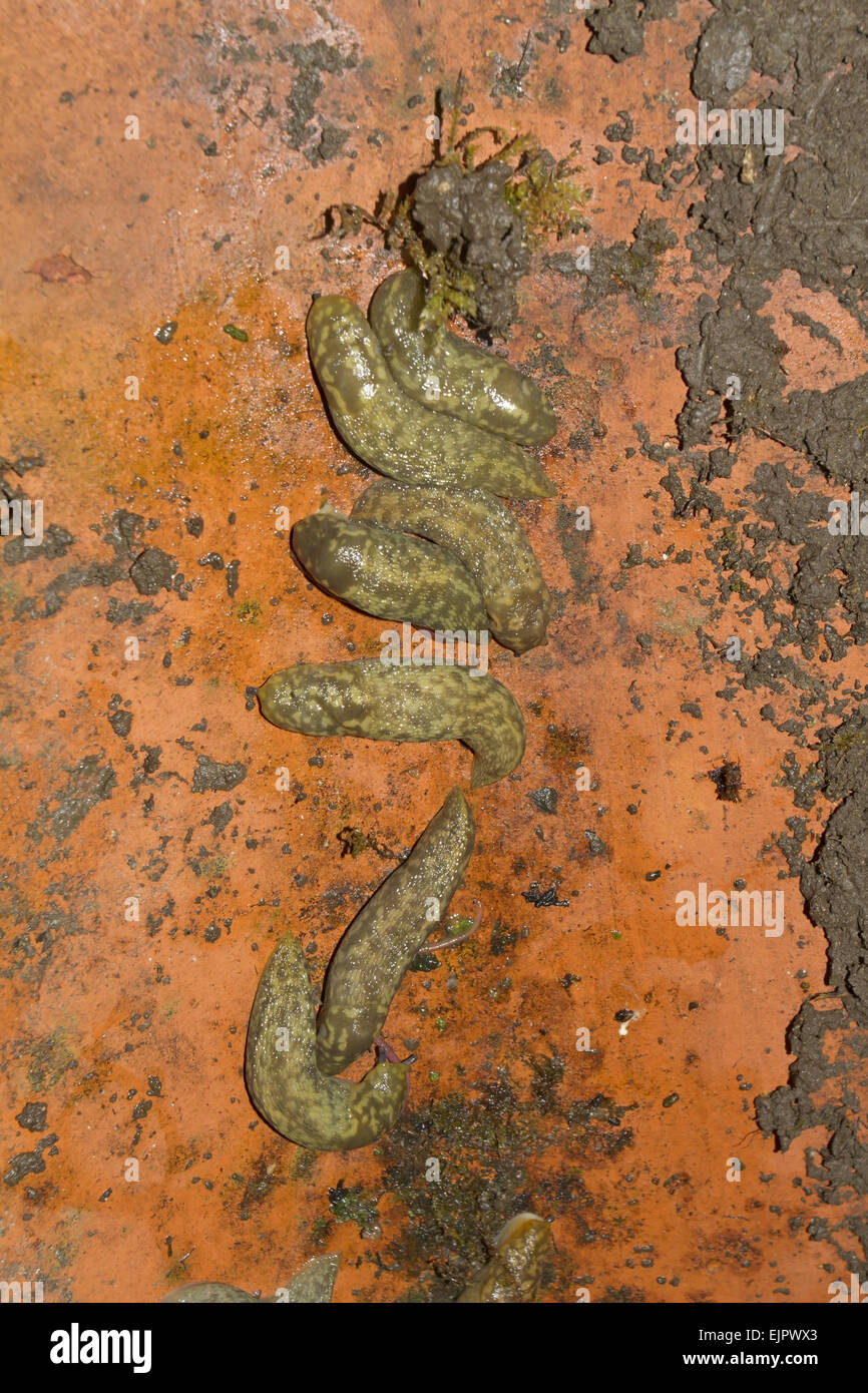 Underneath roof tiles hi-res stock photography and images - Alamy