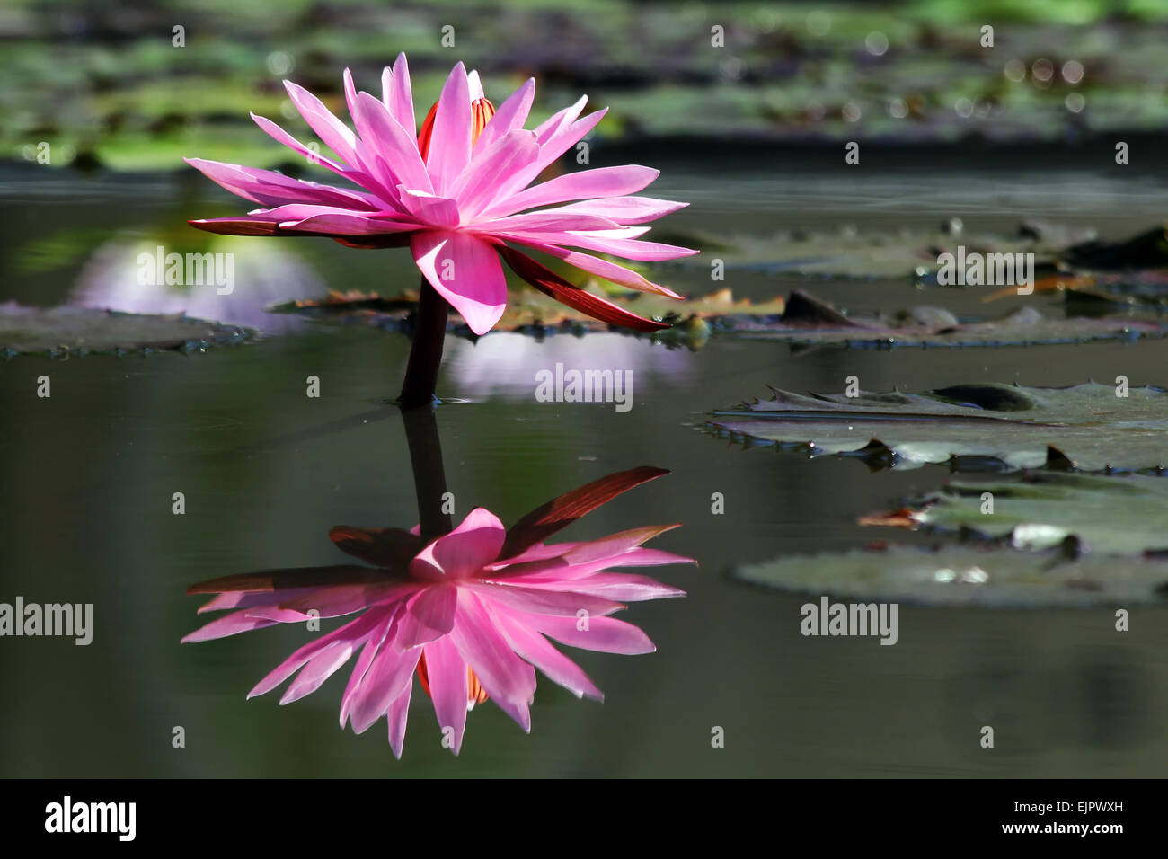 Beautiful lotus flower with reflection Stock Photo - Alamy