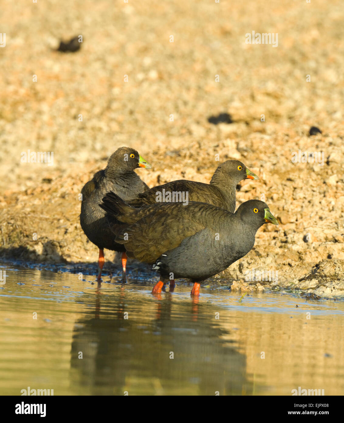 Australian native water birds hi-res stock photography and images - Alamy