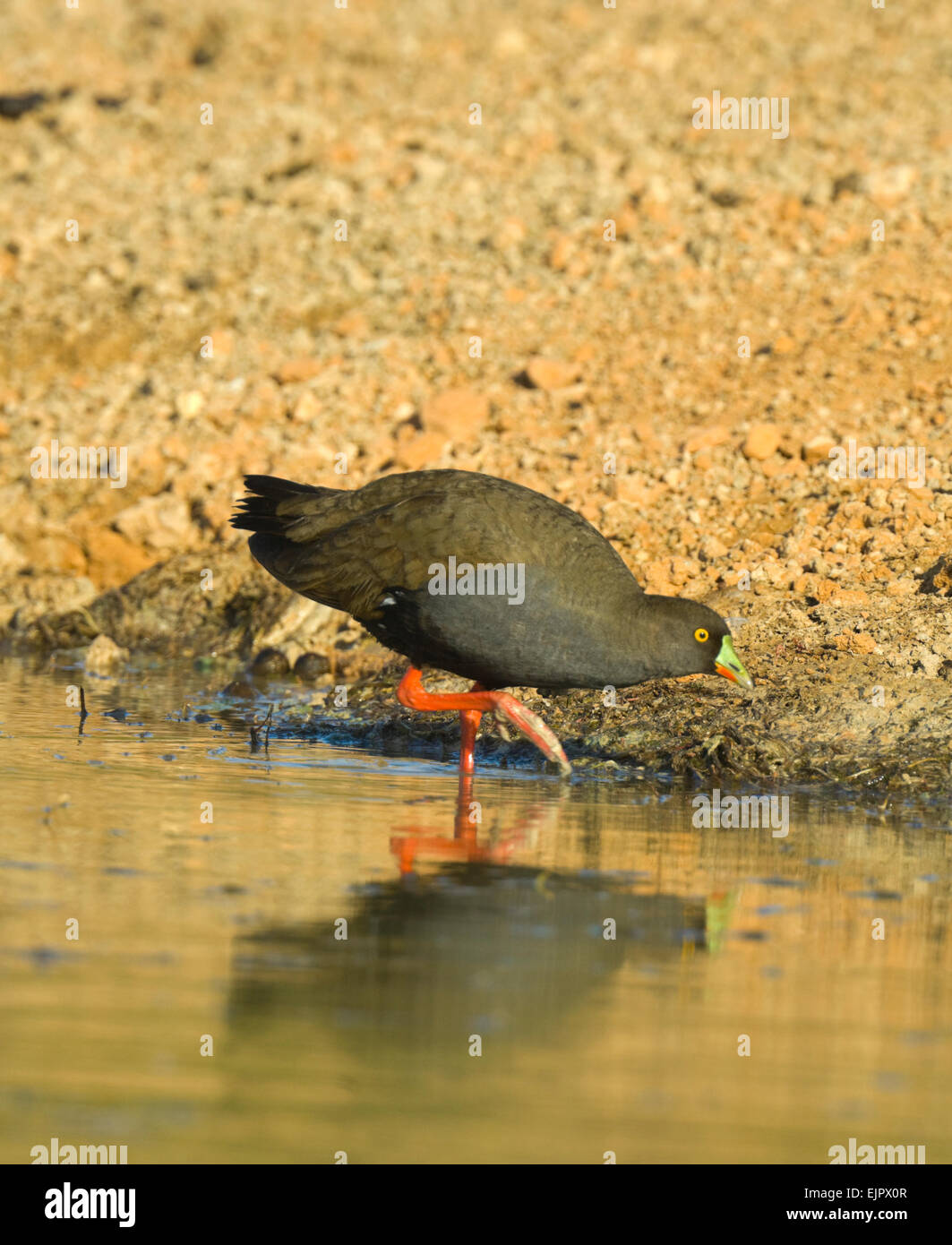 Australian native water birds hi-res stock photography and images - Alamy