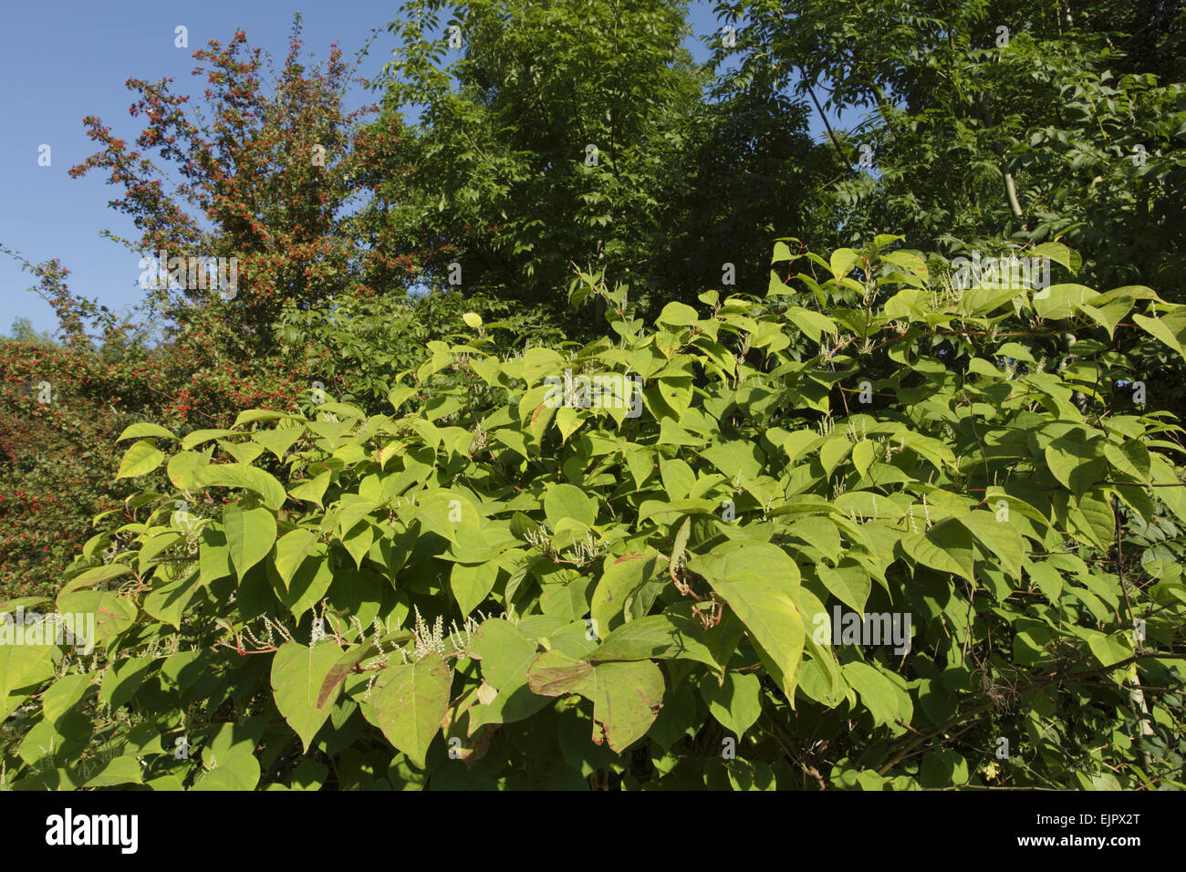 Invasive Species The Japanese Knotweed Company