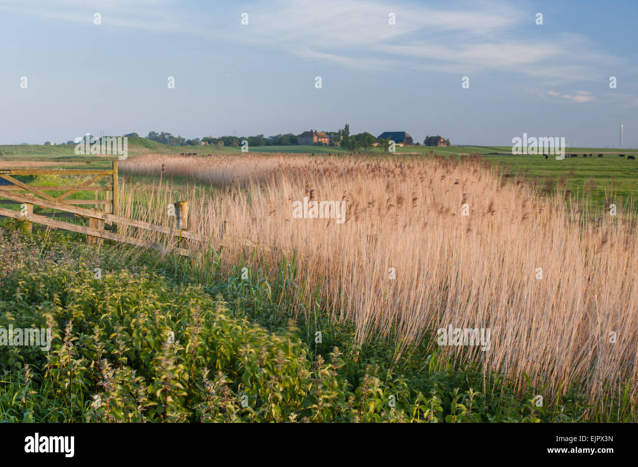 Common Reed (Phragmites australis) reedbed and grazing marsh habitat at ...