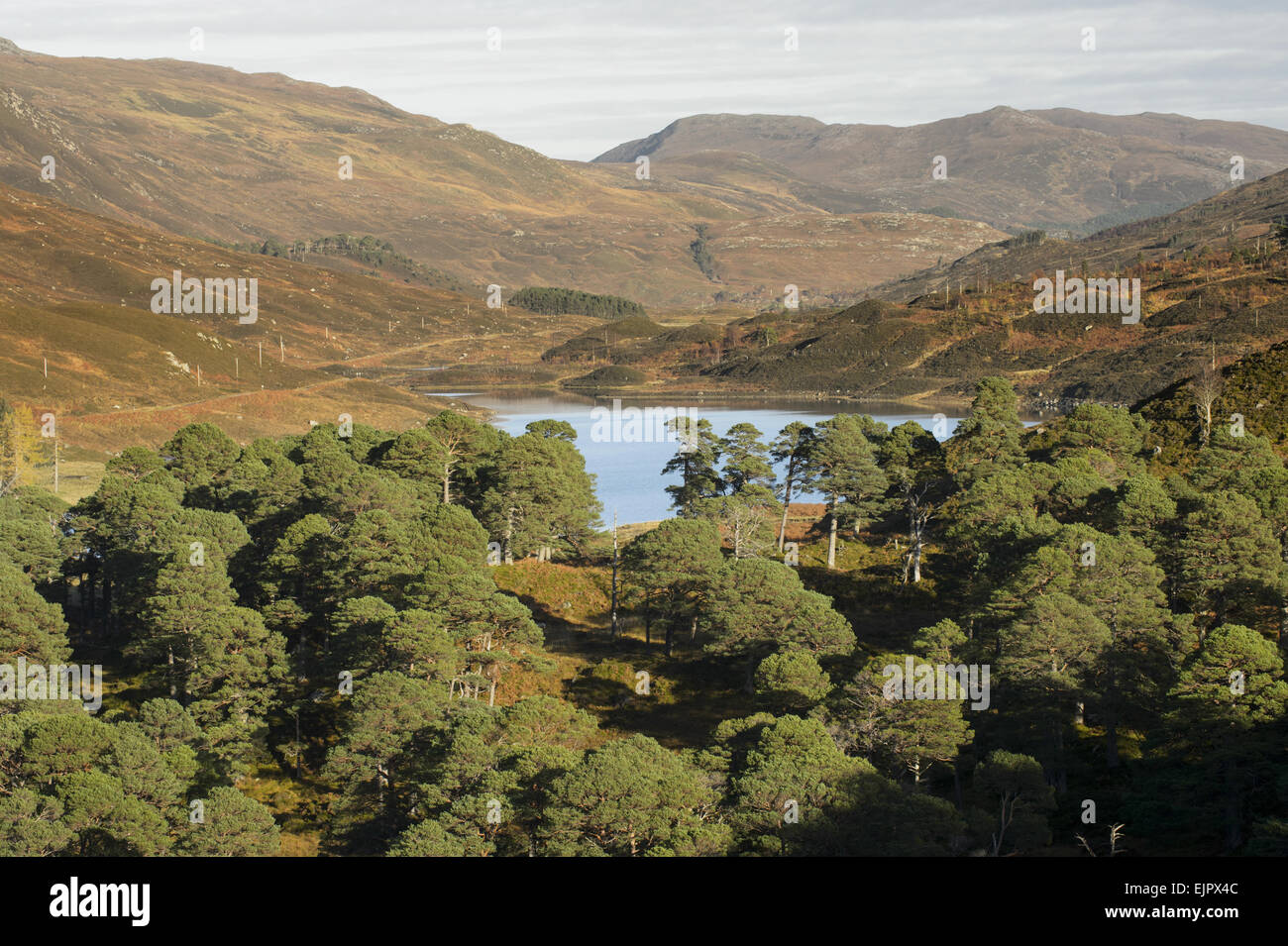Scots Pine (Pinus sylvestris) remnant forest, with deforested hills in ...