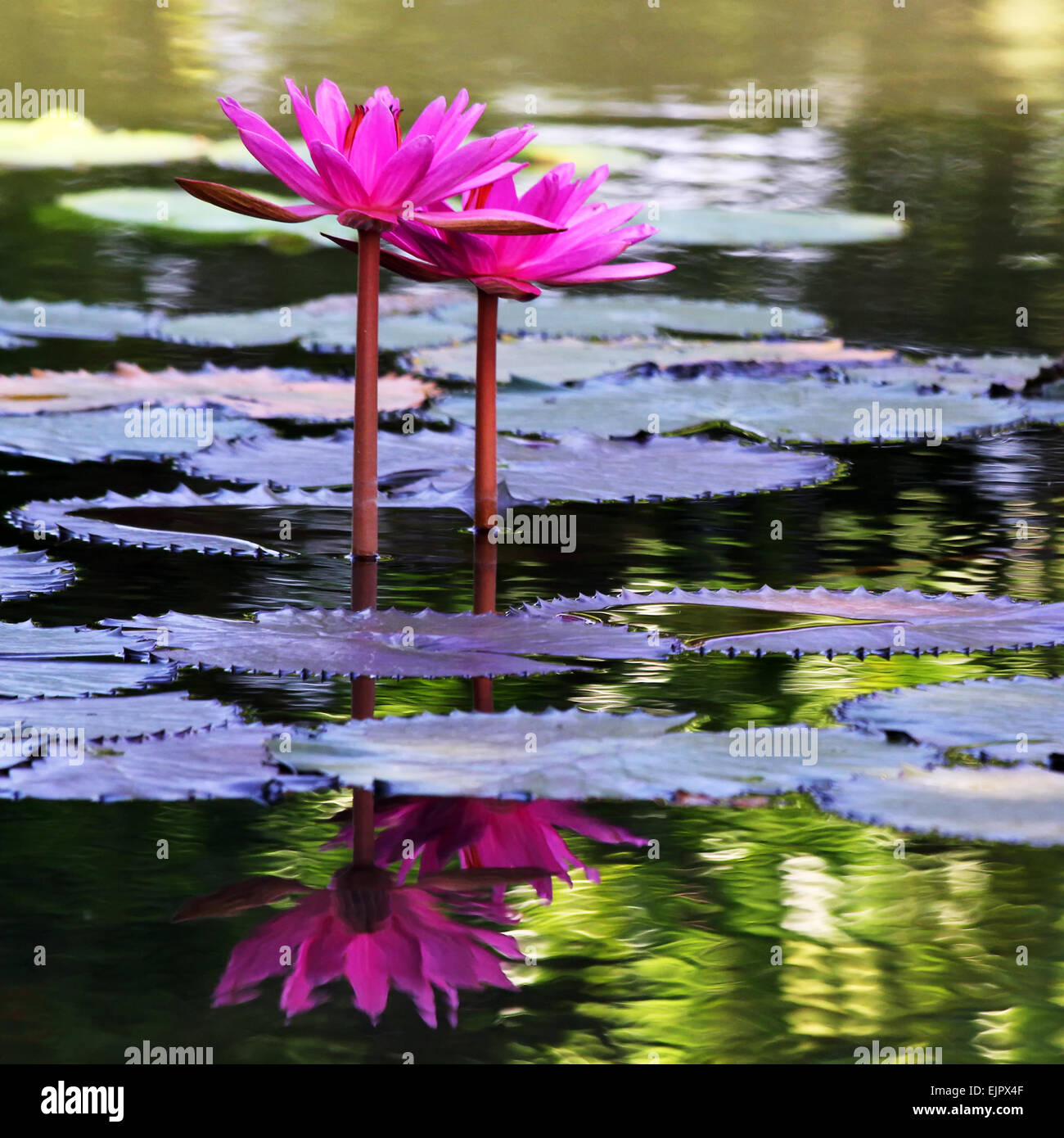 The beautiful Blooming lotus flower Stock Photo - Alamy