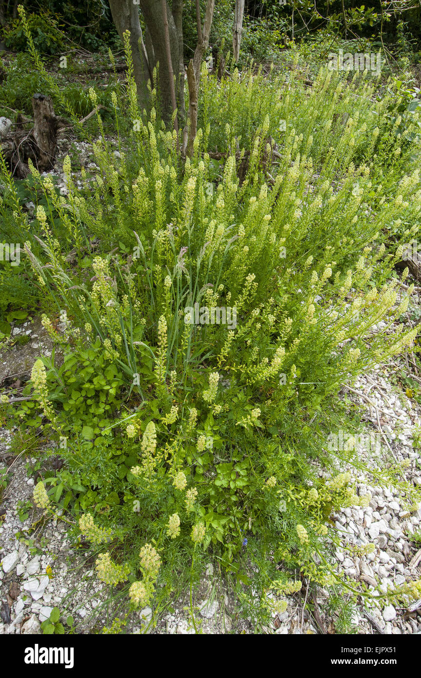 Weld plant reseda luteola hi-res stock photography and images - Alamy