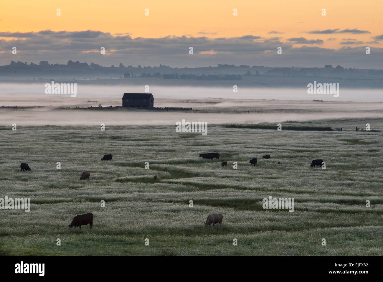 View of cattle and barn on coastal grazing marsh habitat in mist at ...