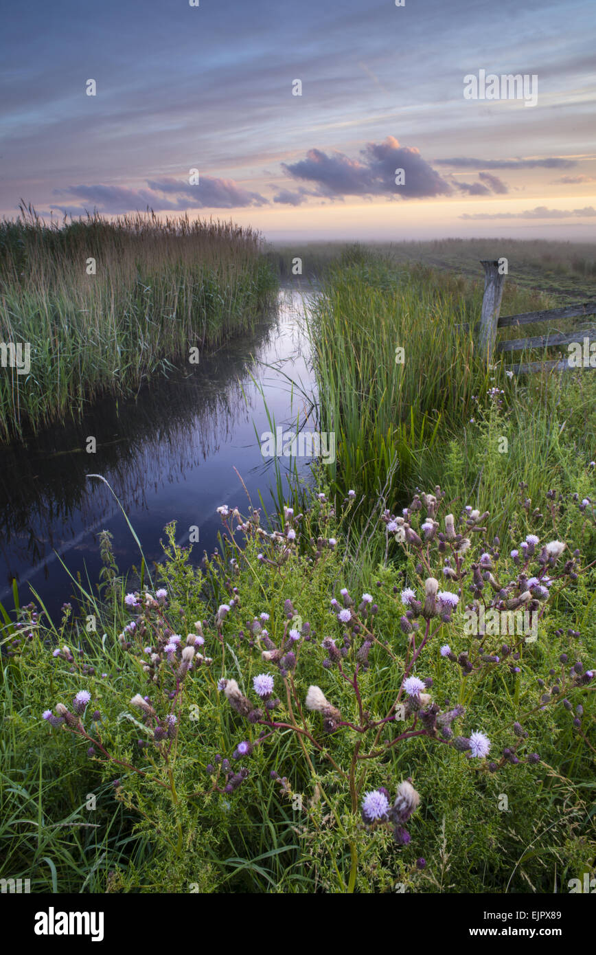 View of water filled ditch and reedbed on coastal grazing marsh habitat ...