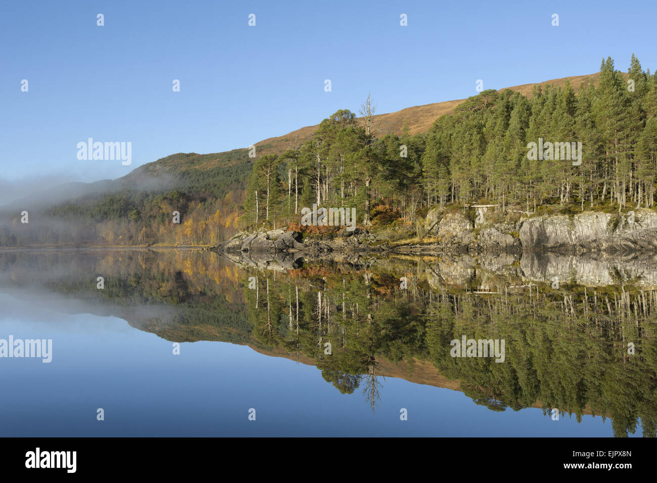 View of freshwater loch, with Scots Pine (Pinus forest in mist at dawn ...