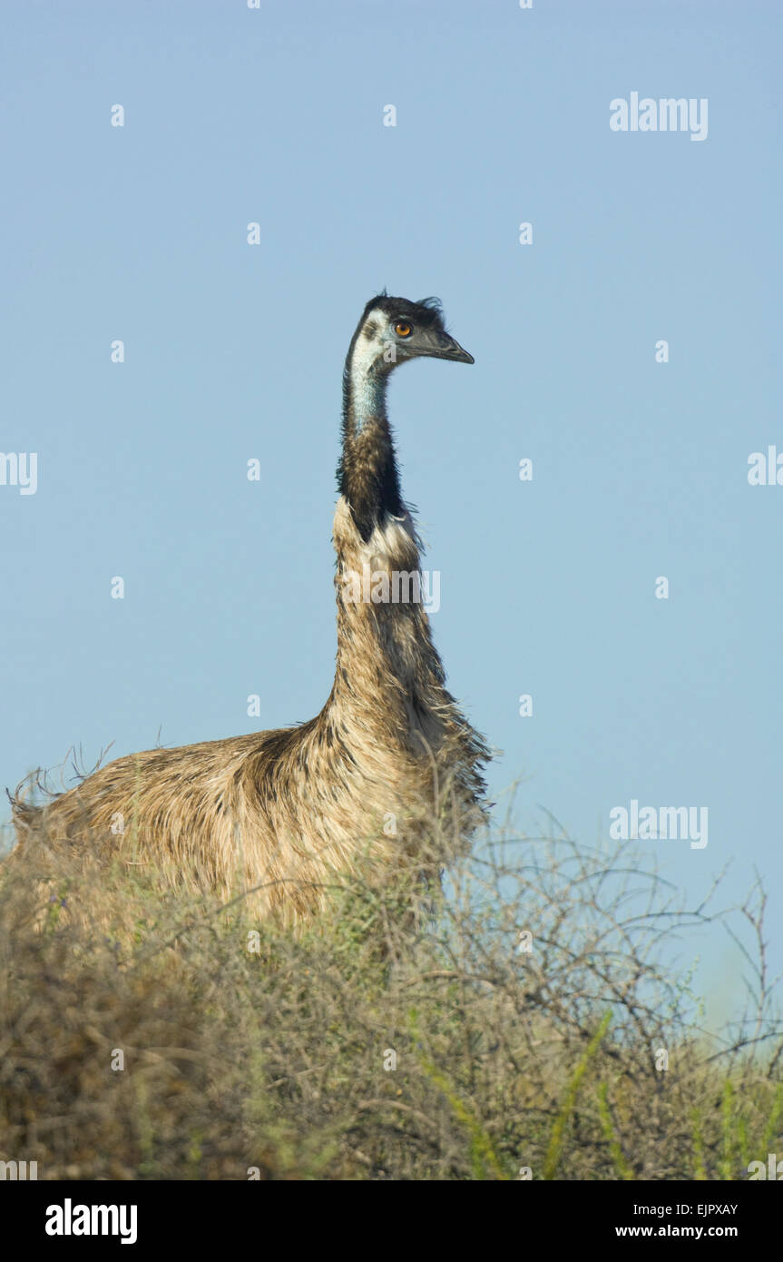 Emu drinking hi-res stock photography and images - Alamy