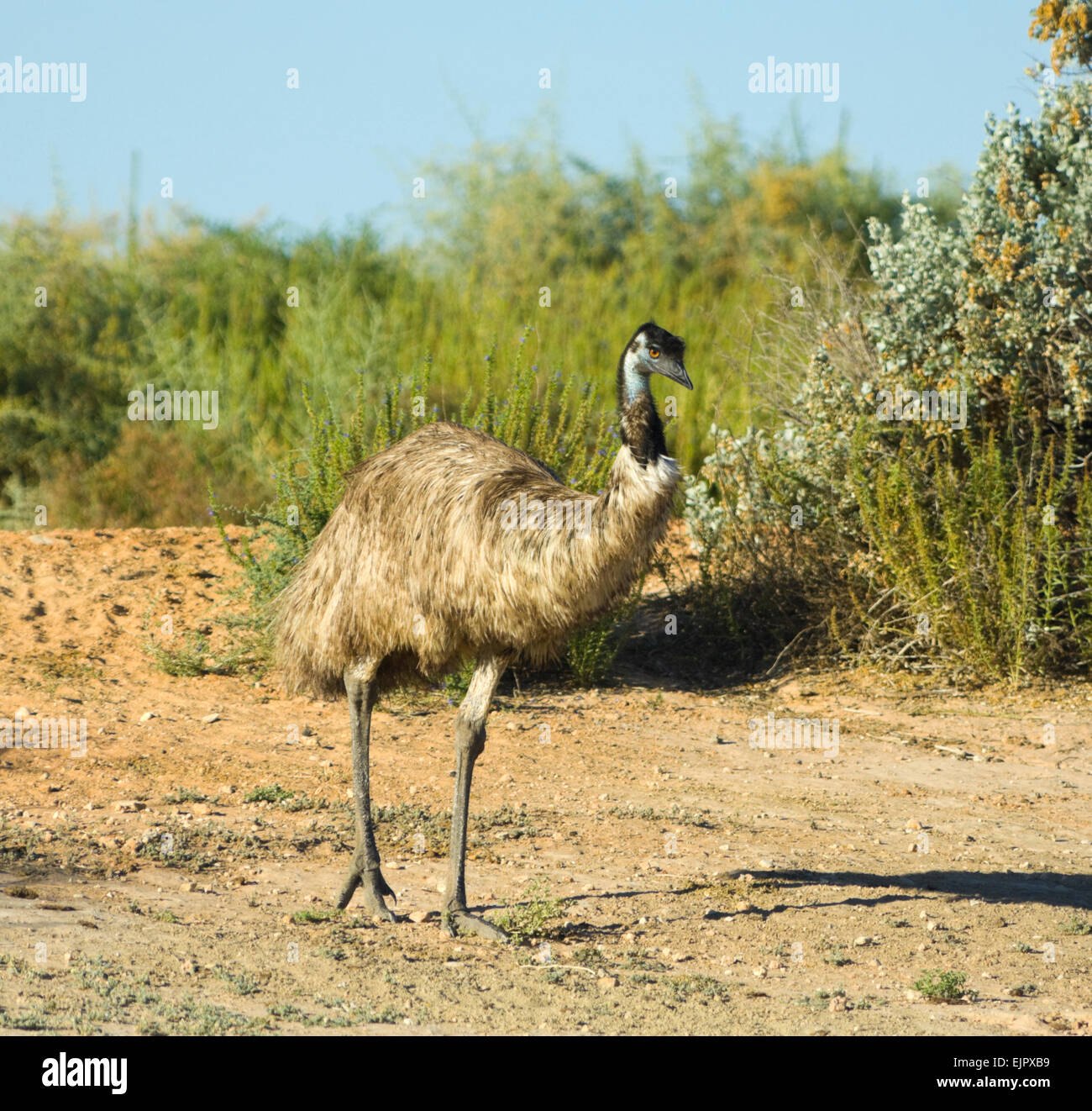Blue emu hi-res stock photography and images - Alamy