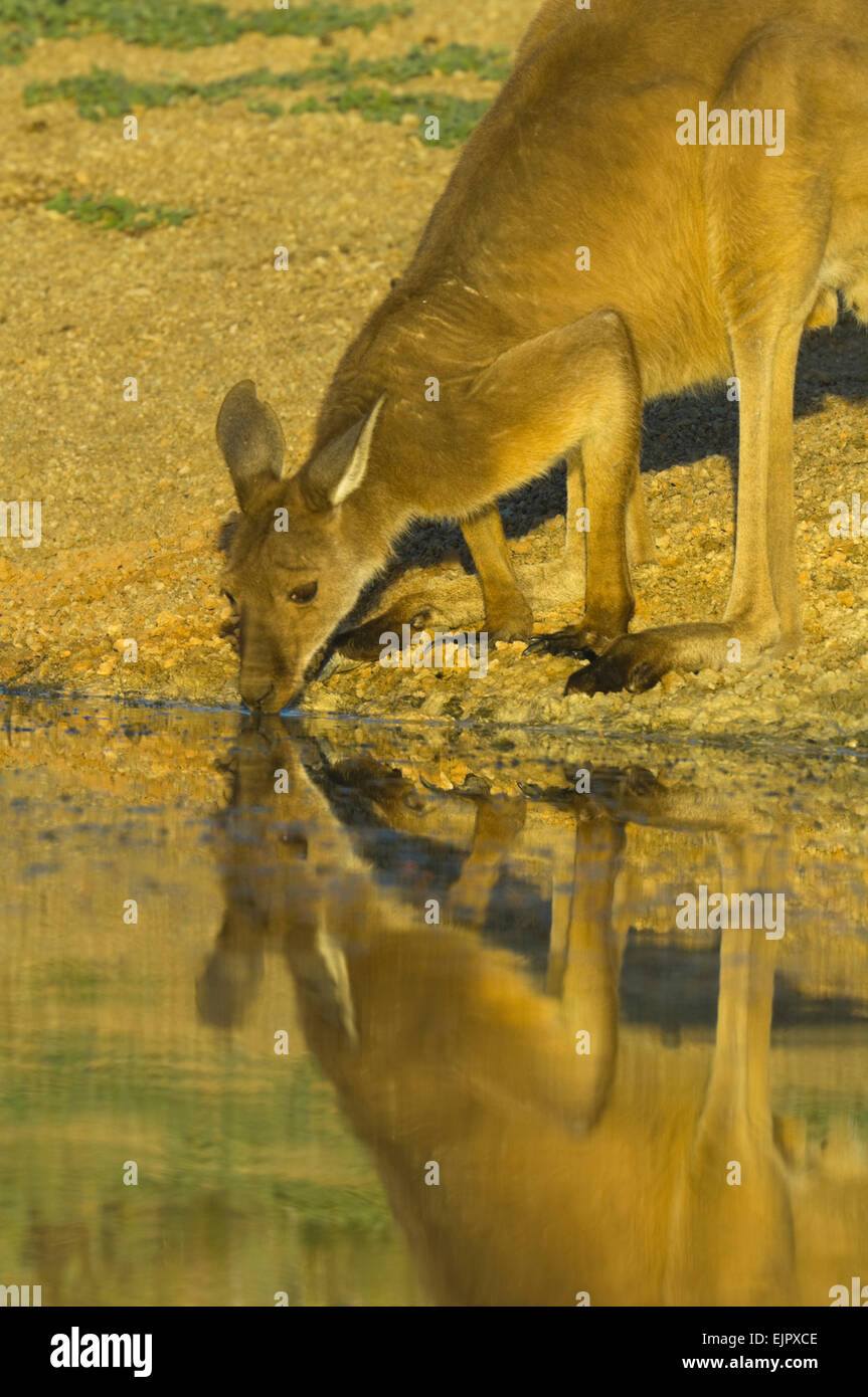Red Kangaroo (Macropus rufus) drinking from a pool at sunrise - Mungo ...