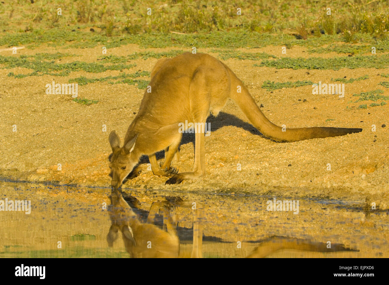 Red Kangaroo (Macropus rufus) drinking from a pool at sunrise, Mungo ...