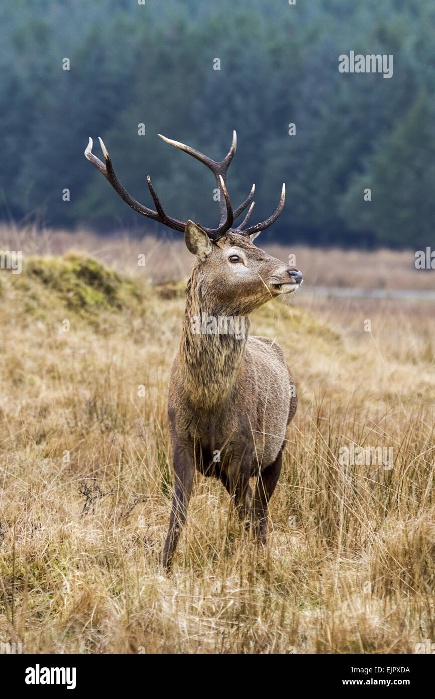 An 8 point Red Deer Stag on the Isle of Jura Scotland Stock Photo - Alamy