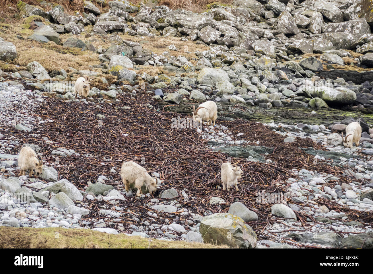 Feral white goats feeding on sea weed on stone beach Isle of Jura ...