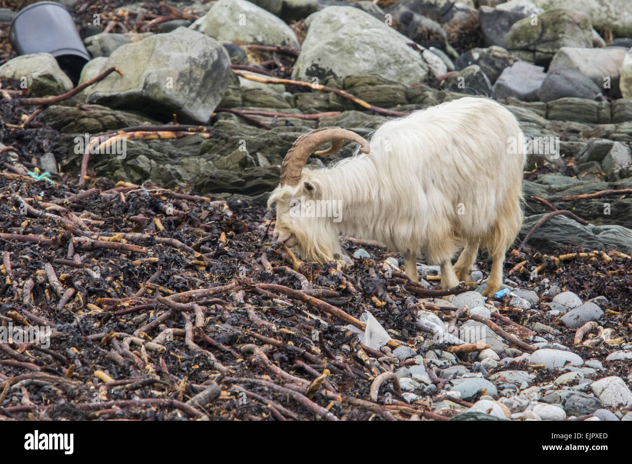 Feral white goats feeding on sea weed on stone beach Isle of Jura ...