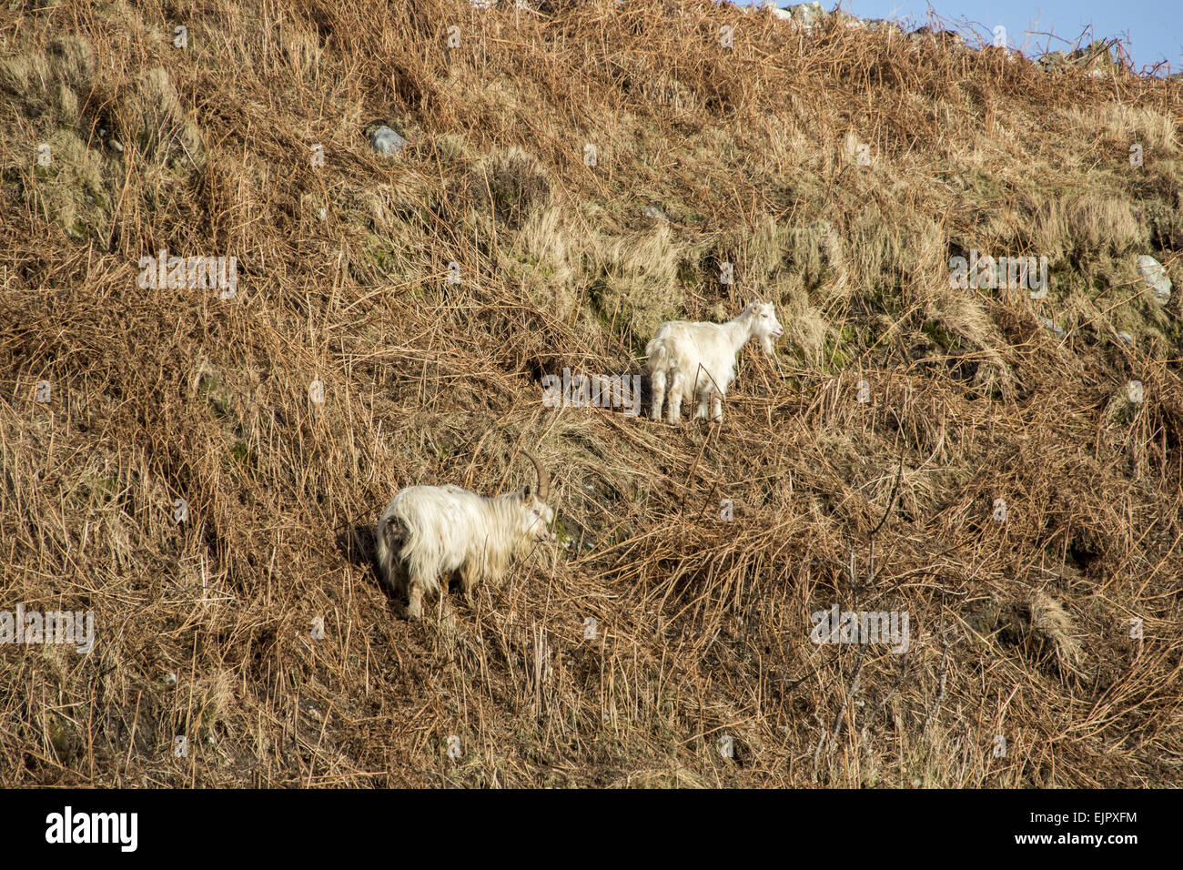 Feral white goats feeding on bracken on Isle of Jura, Scotland. Legend ...