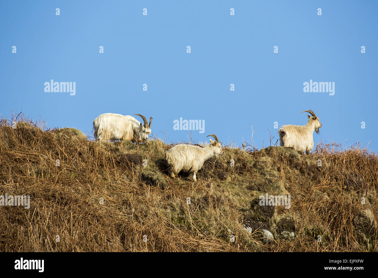 Feral white goats feeding on bracken covered hill side, Isle of Jura ...