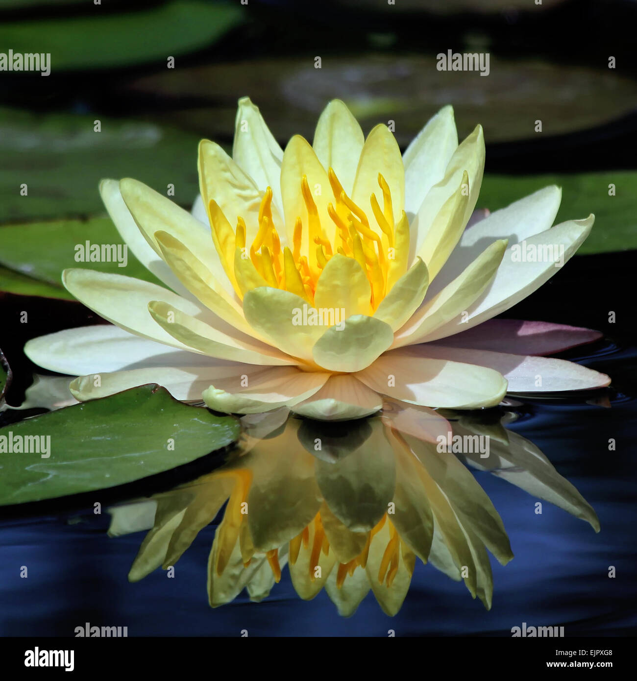 Beautiful lotus flower with reflection Stock Photo - Alamy