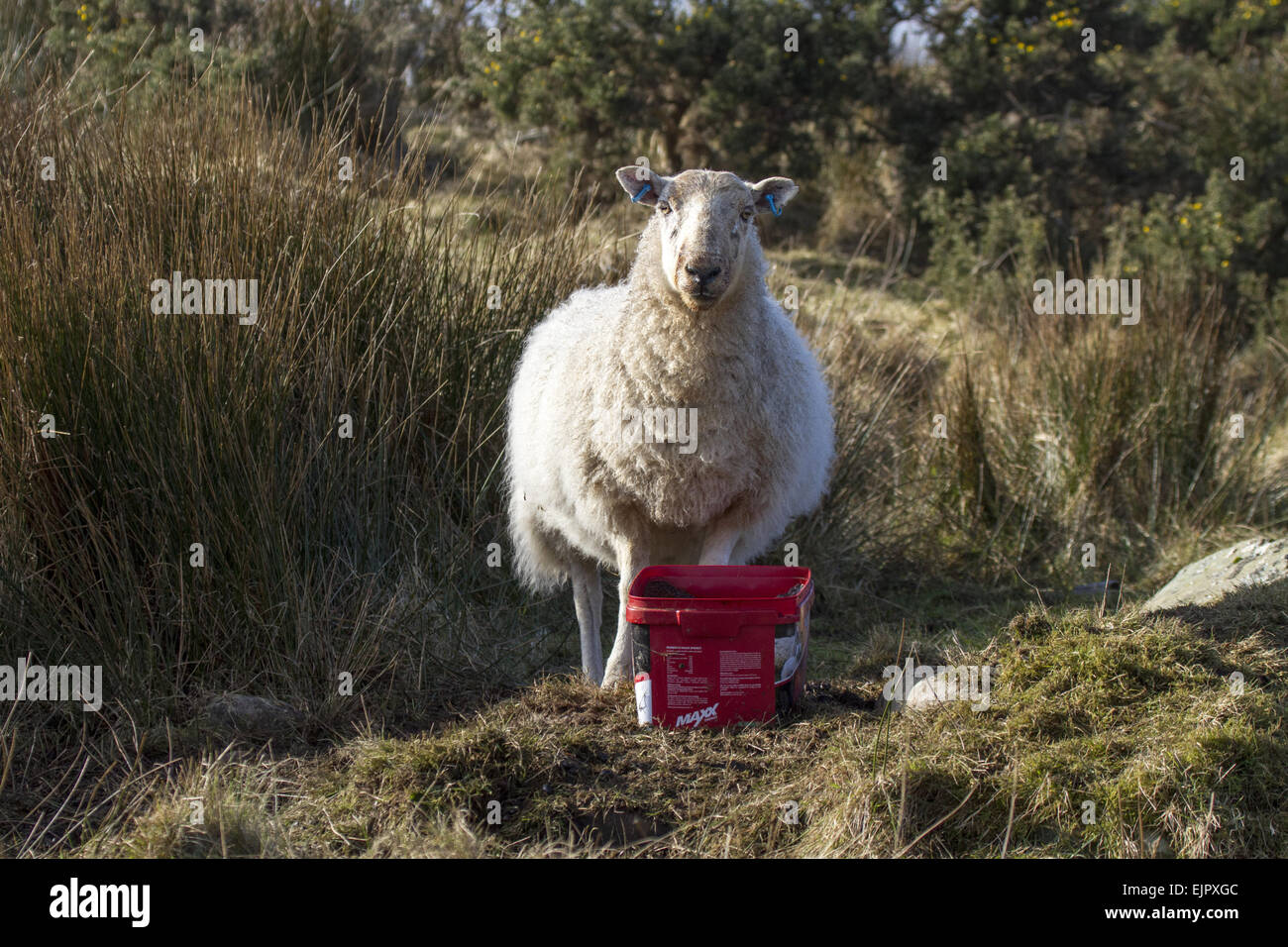 Sheep with mineral feed Stock Photo - Alamy