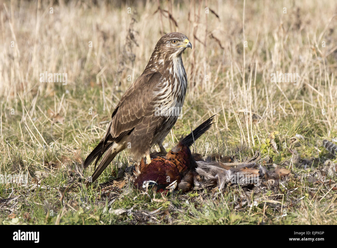 Common Buzzard scavenging dead Pheasant. Suffolk Stock Photo - Alamy