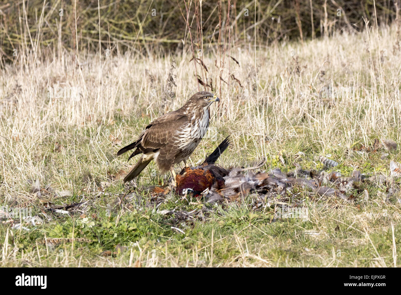 Common Buzzard scavenging dead Pheasant. Suffolk Stock Photo - Alamy