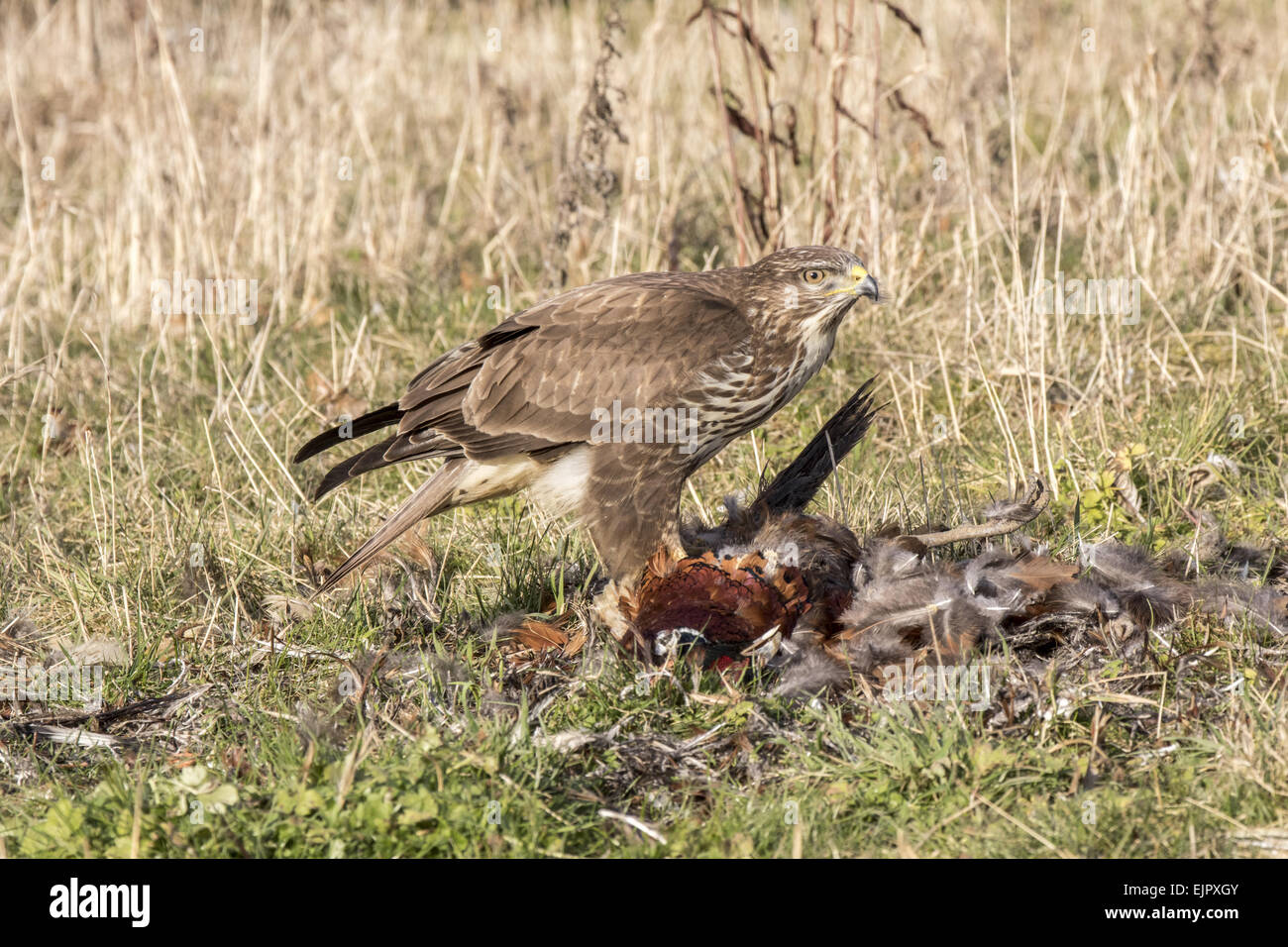 Common Buzzard scavenging dead Pheasant. Suffolk Stock Photo - Alamy