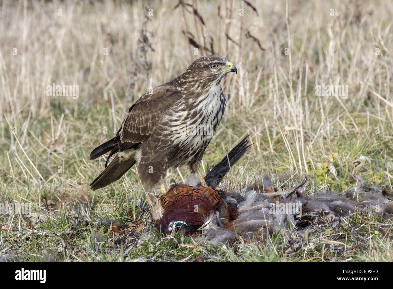 Common Buzzard scavenging dead Pheasant. Suffolk Stock Photo - Alamy