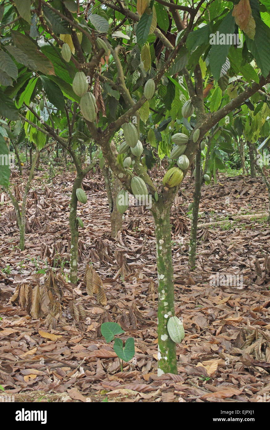 Cocoa (Theobroma cacao) crop, pods growing on trees in plantation ...