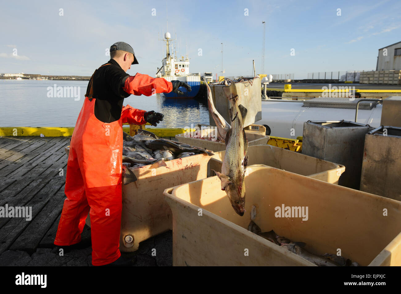 Commercial fishing, unloading and sorting Atlantic Cod (Gadus morhua ...