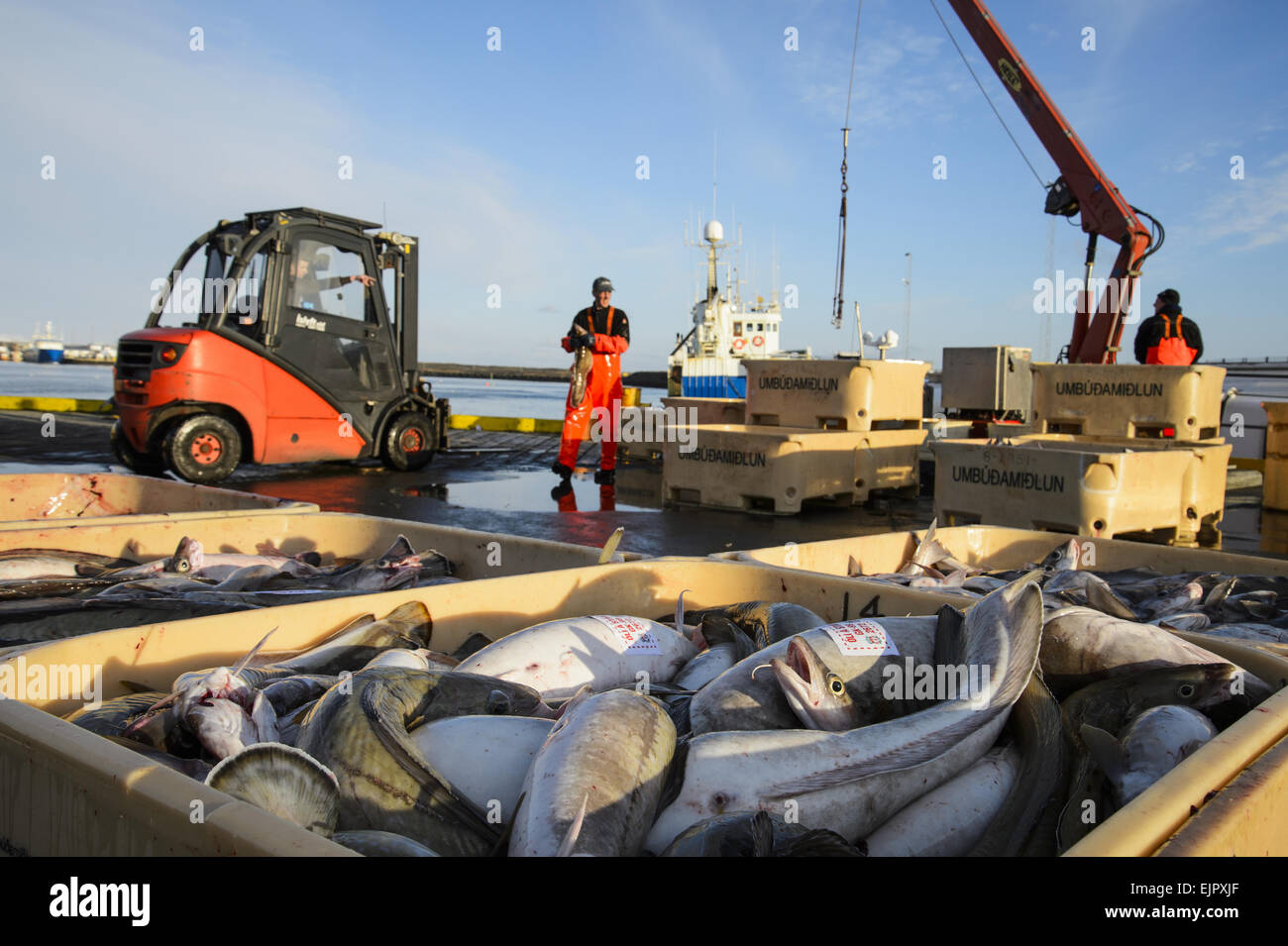 Commercial fishing, unloading and sorting Atlantic Cod (Gadus morhua ...