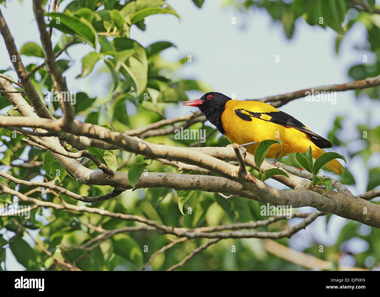 Bird birds animal animals oriole orioles asia asian wildlife nature hi ...