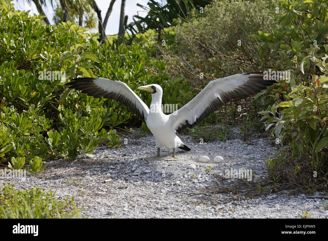 Masked Booby (Sula dactylatra) adult, with wings spread, standing ...