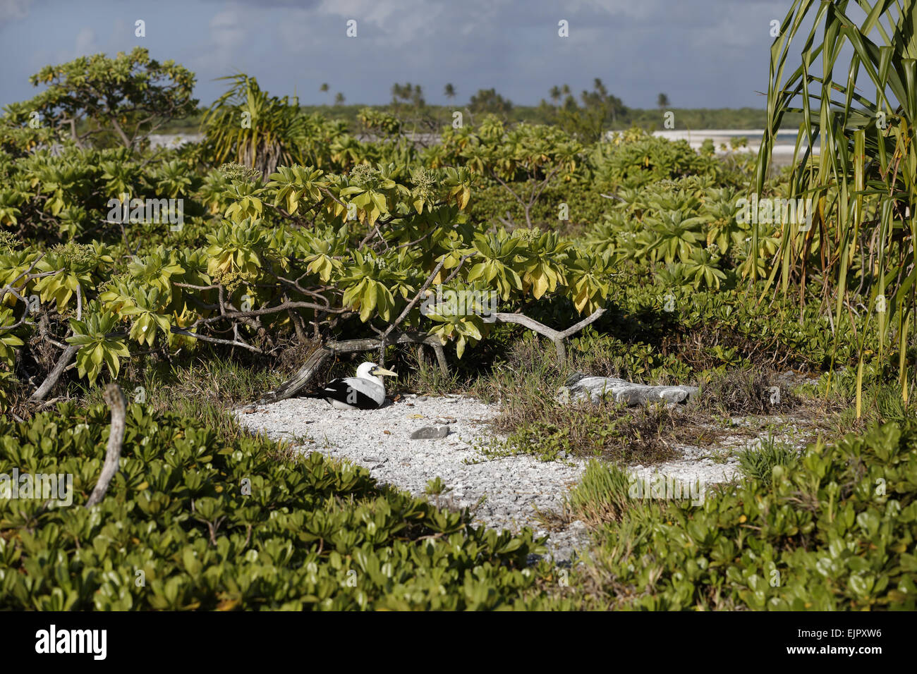 Scrape nest hi-res stock photography and images - Alamy